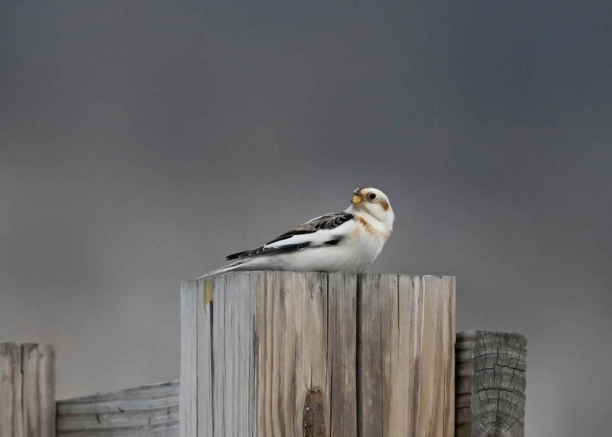 eBird Checklist - 16 Feb 2026 - Bob & Betty Cummings Memorial Park - 1 ...