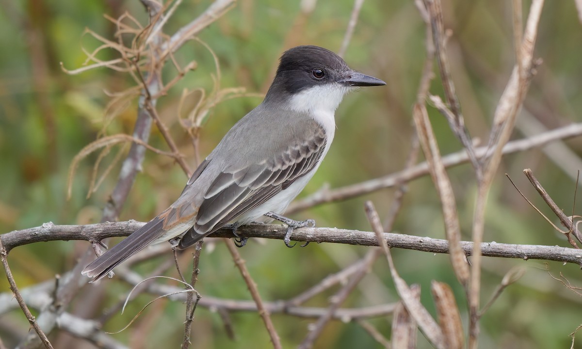 Loggerhead Kingbird - Tyrannus caudifasciatus - Birds of the World