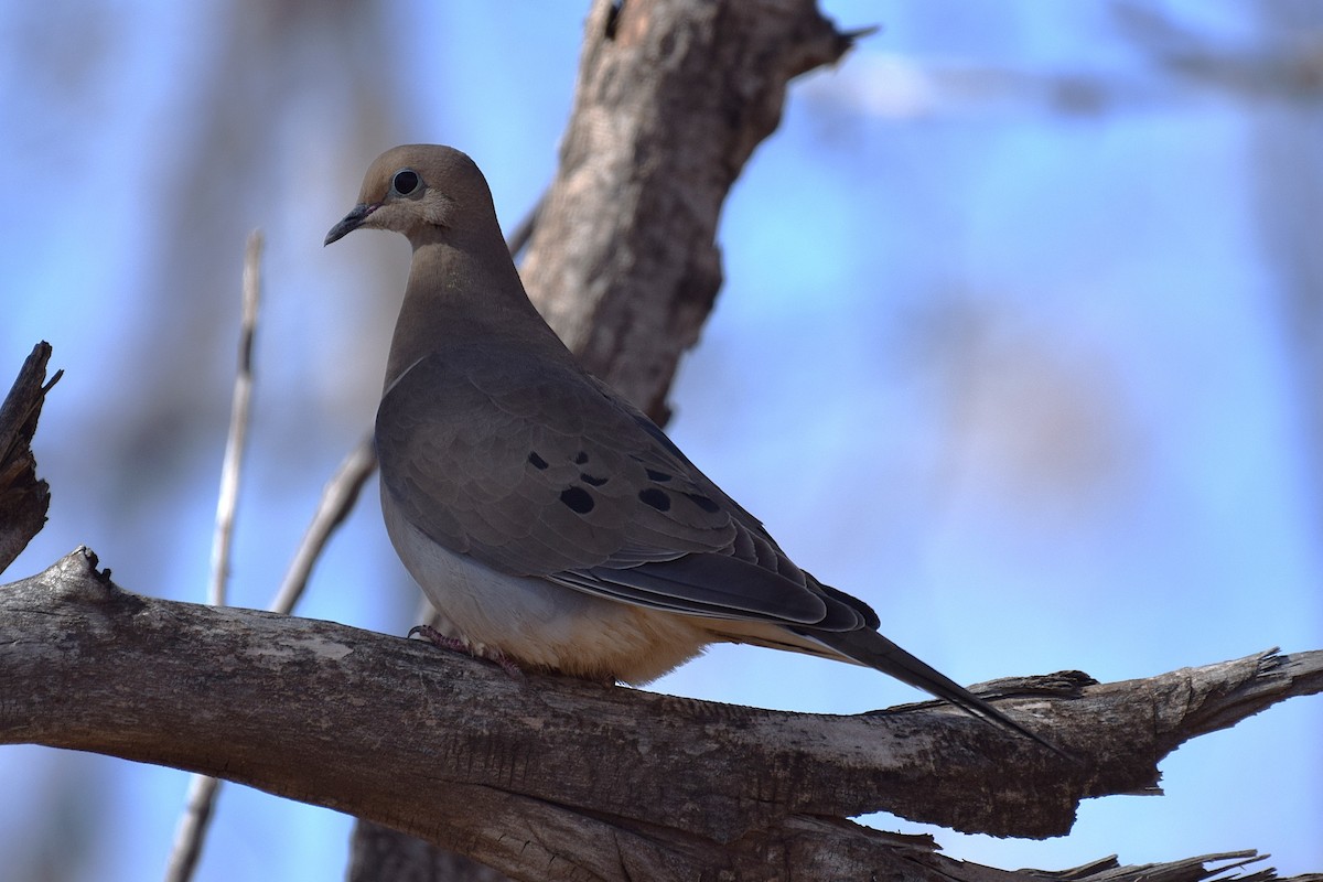 eBird Checklist - 16 Feb 2026 - Yellow House Draw downstream of Canyon ...