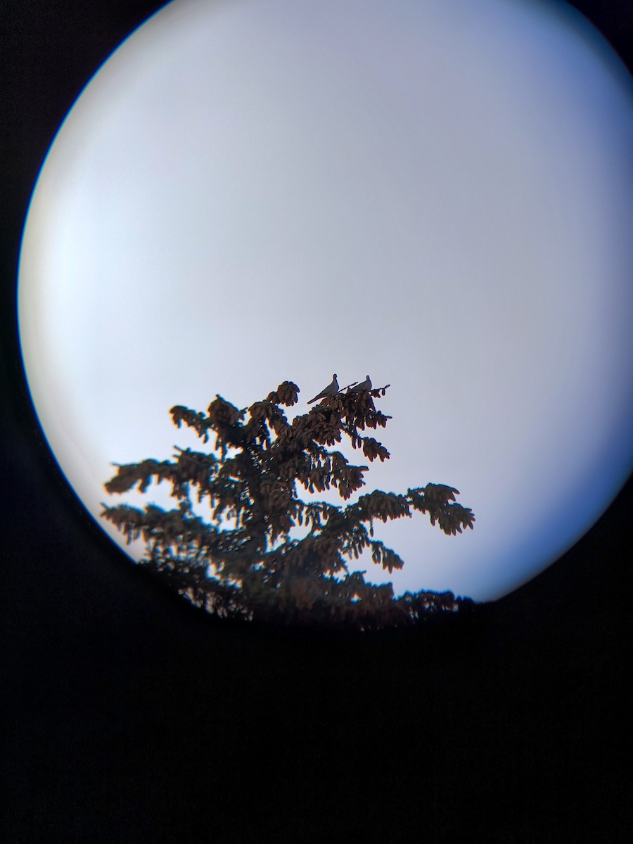 eBird Checklist - 5 Feb 2026 - Payson City Cemetery - 9 species