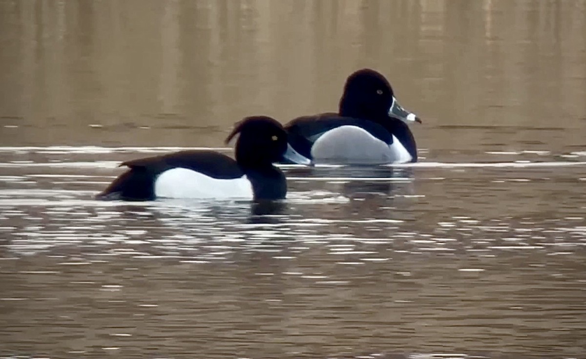eBird Checklist - 17 Feb 2026 - East Chevington NWT NR - 11 species