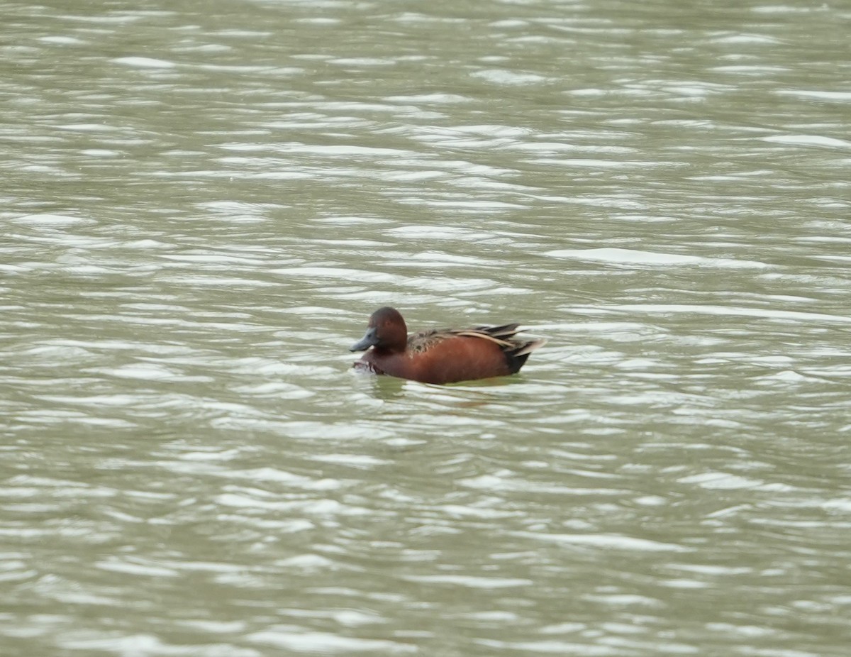 eBird Checklist - 16 Feb 2026 - Riparian Preserve at Gilbert Water ...