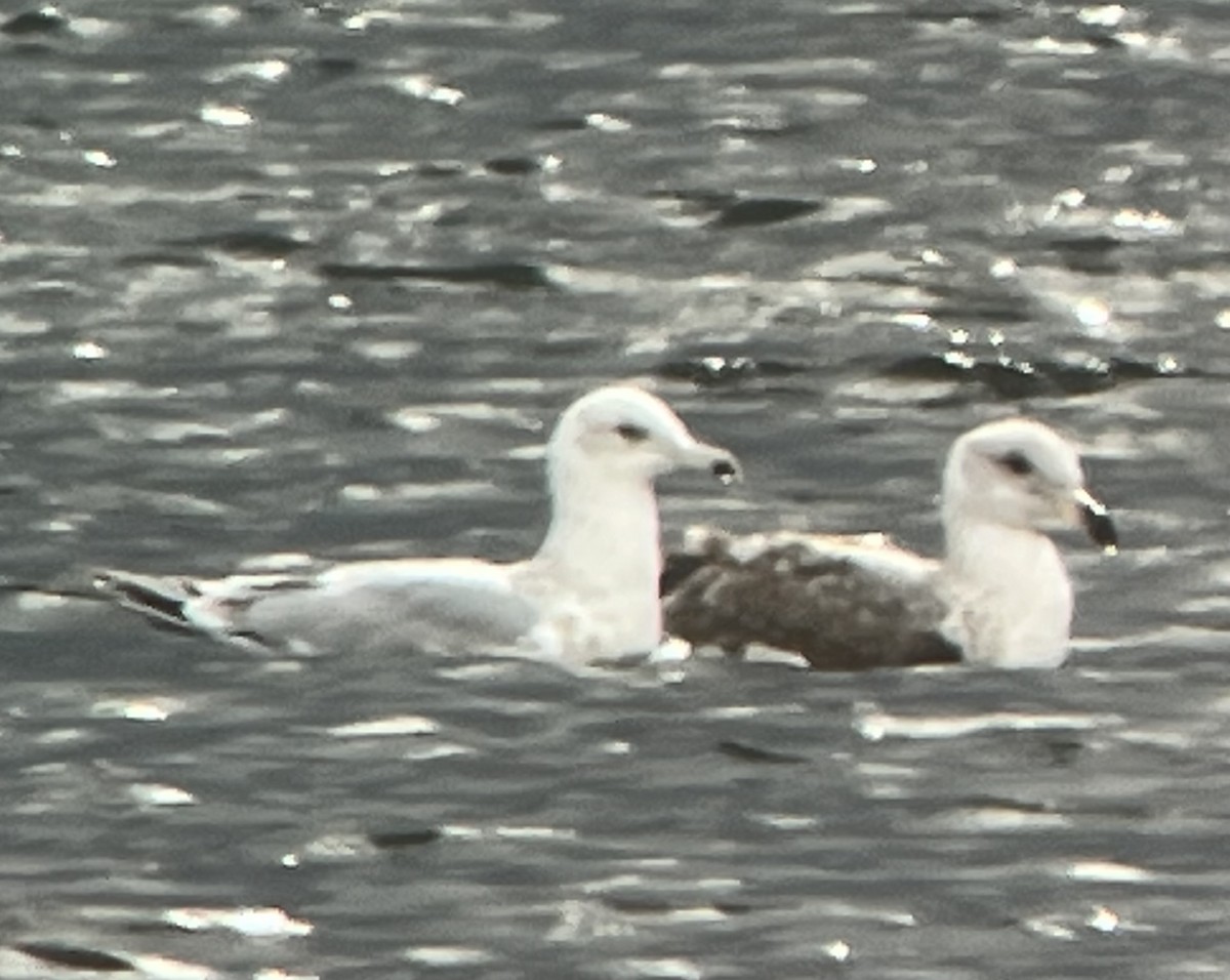 eBird Checklist - 17 Feb 2026 - North Spit--old Weyco Settling Pond ...