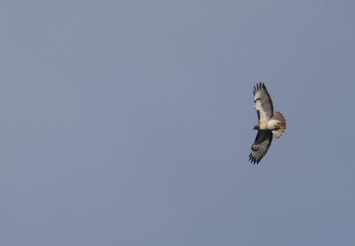 California Bird Atlas Checklist - 17 Feb 2026 - Whaley Park - 11 species