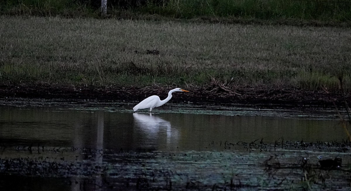 eBird Checklist - 17 Feb 2026 - Sheep Station Ck Xg, Monsildale Road ...