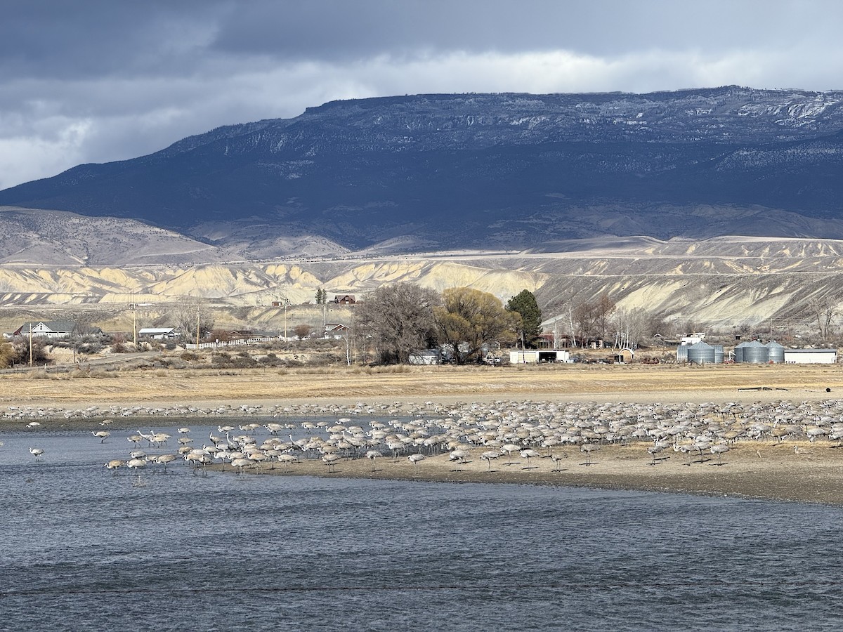 eBird Checklist - 17 Feb 2026 - Delta Co G50 Road area - 9 species