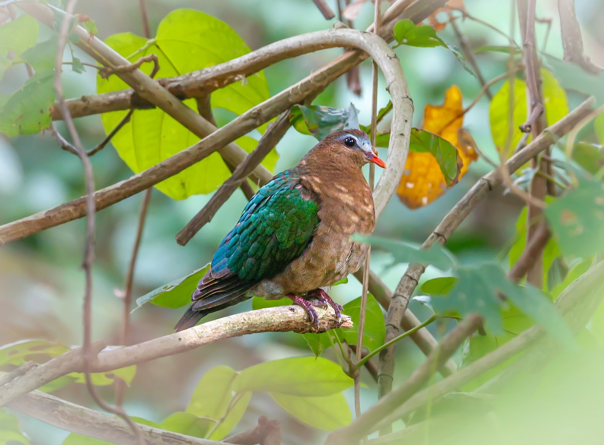 eBird Checklist - 18 Feb 2026 - Ho Chung Valley 蠔涌谷 - 68 species