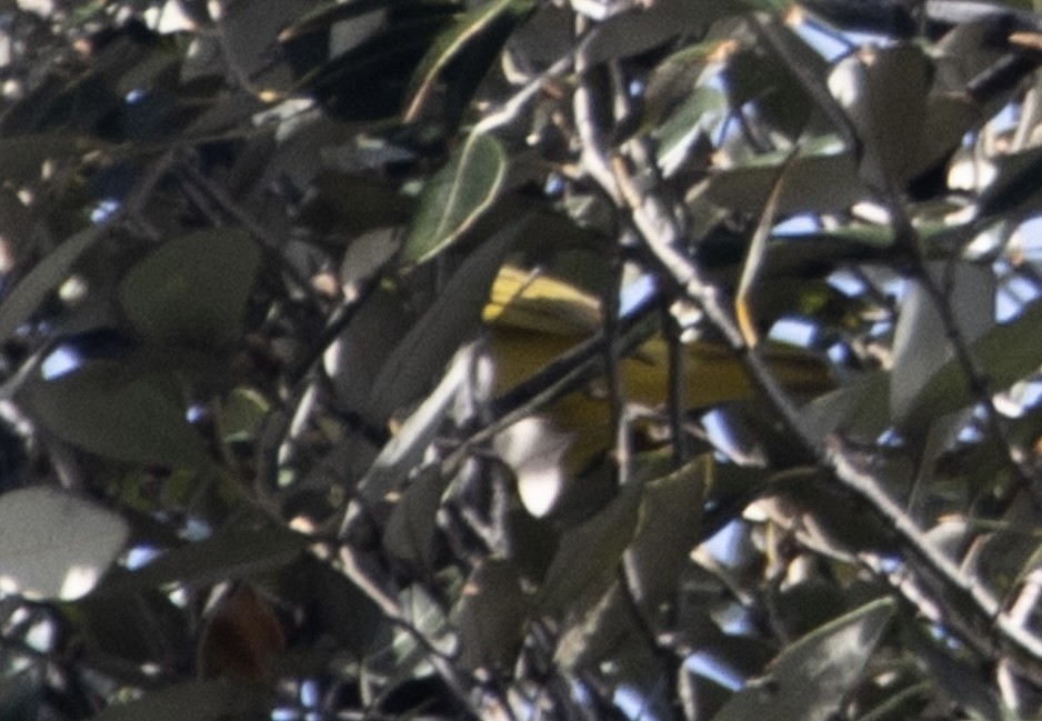 eBird Checklist - 25 Jan 2026 - Lake Perris State Recreation Area - 60 ...