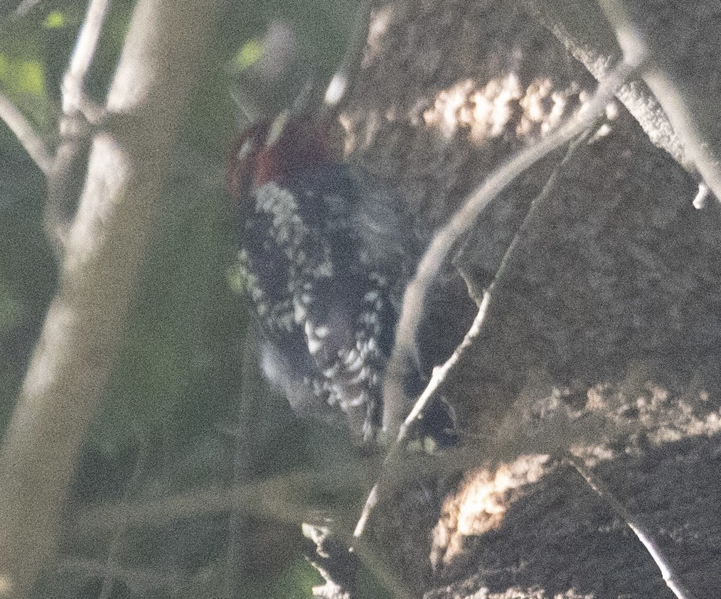 California Bird Atlas Checklist - 31 Jan 2026 - Fairmount Park - 58 ...