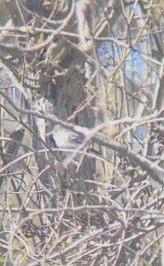 eBird Checklist - 13 Feb 2026 - Murrieta Hot Springs, Pond Park - 35 ...