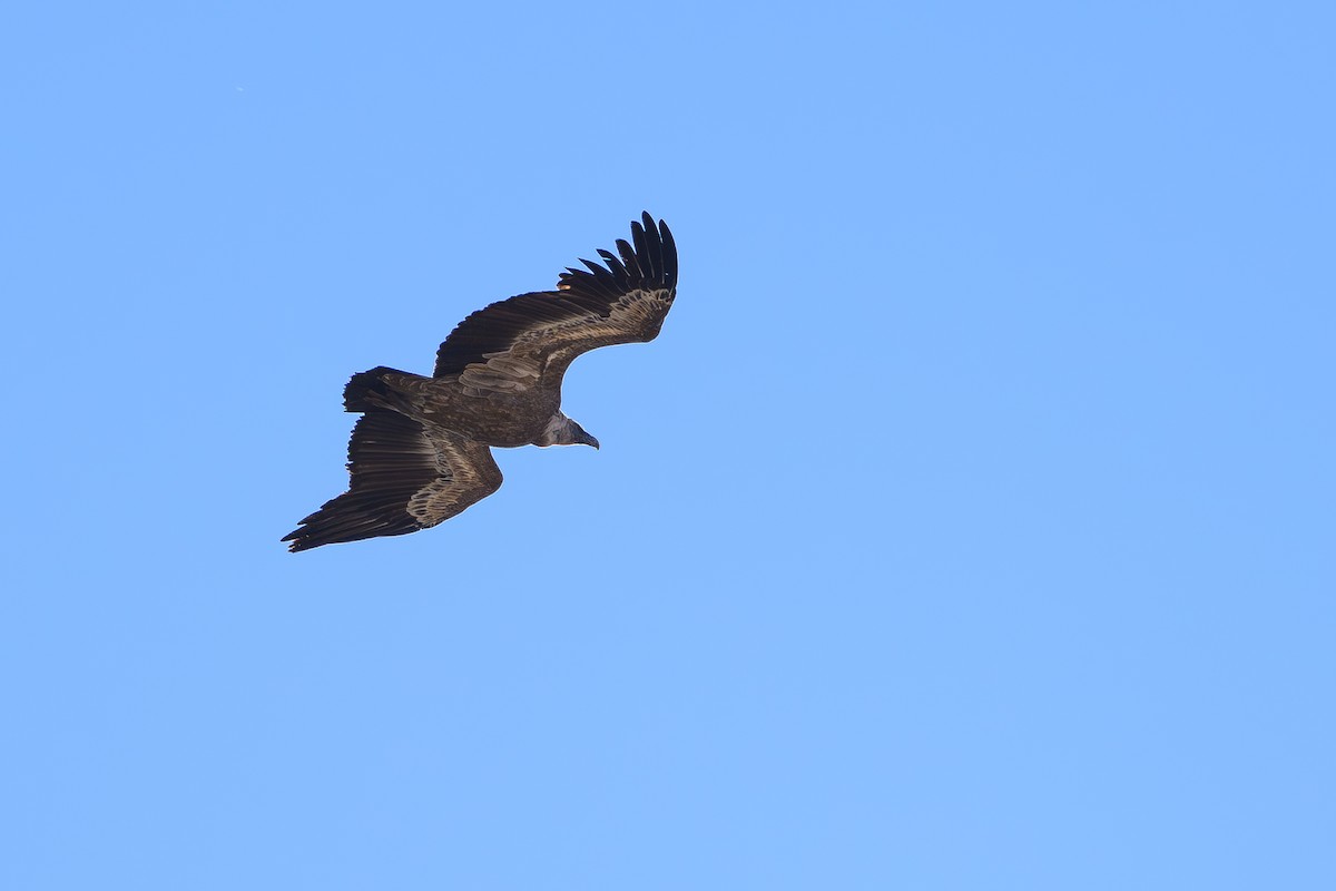 eBird Checklist - 19 Feb 2026 - 11 Carrer de les Joies, Moià, Catalunya ...