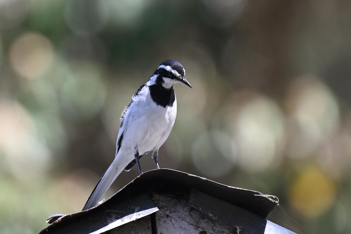 eBird Checklist - 5 Feb 2026 - Hwy B3 (in Rift Valley at Longonot/Suswa ...