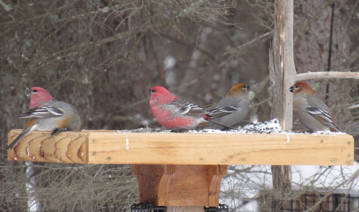 eBird Checklist - 2 Feb 2026 - Sax-Zim Bog--CR 52 (Arkola Rd), 0.5 mi E ...