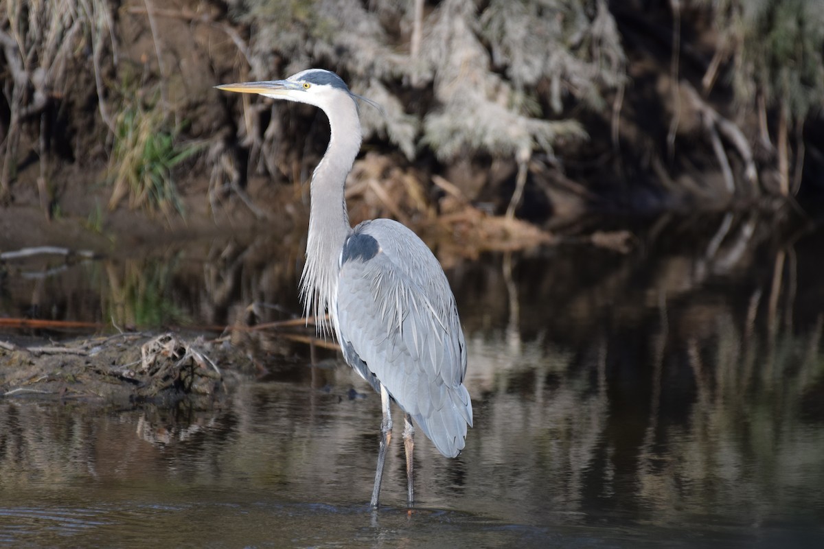 eBird Checklist - 20 Feb 2026 - Yellow House Draw downstream of Canyon ...