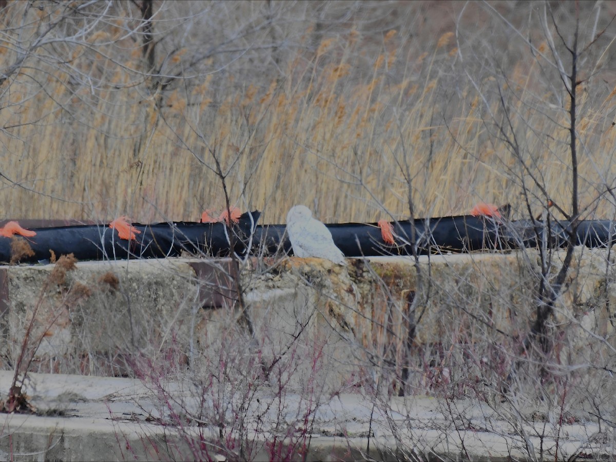 eBird Checklist - 20 Feb 2026 - Undeveloped property - 1 species
