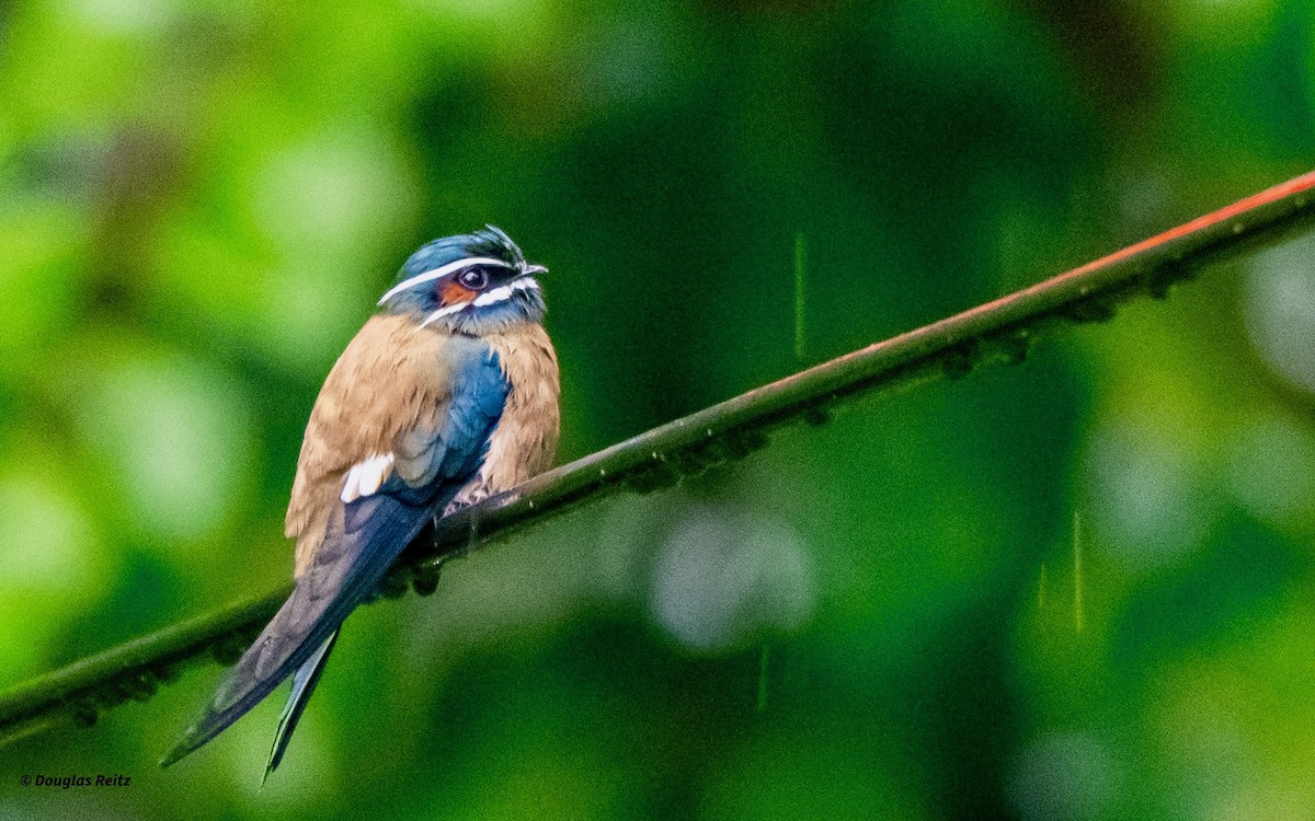 ML651370170 - Whiskered Treeswift - Macaulay Library