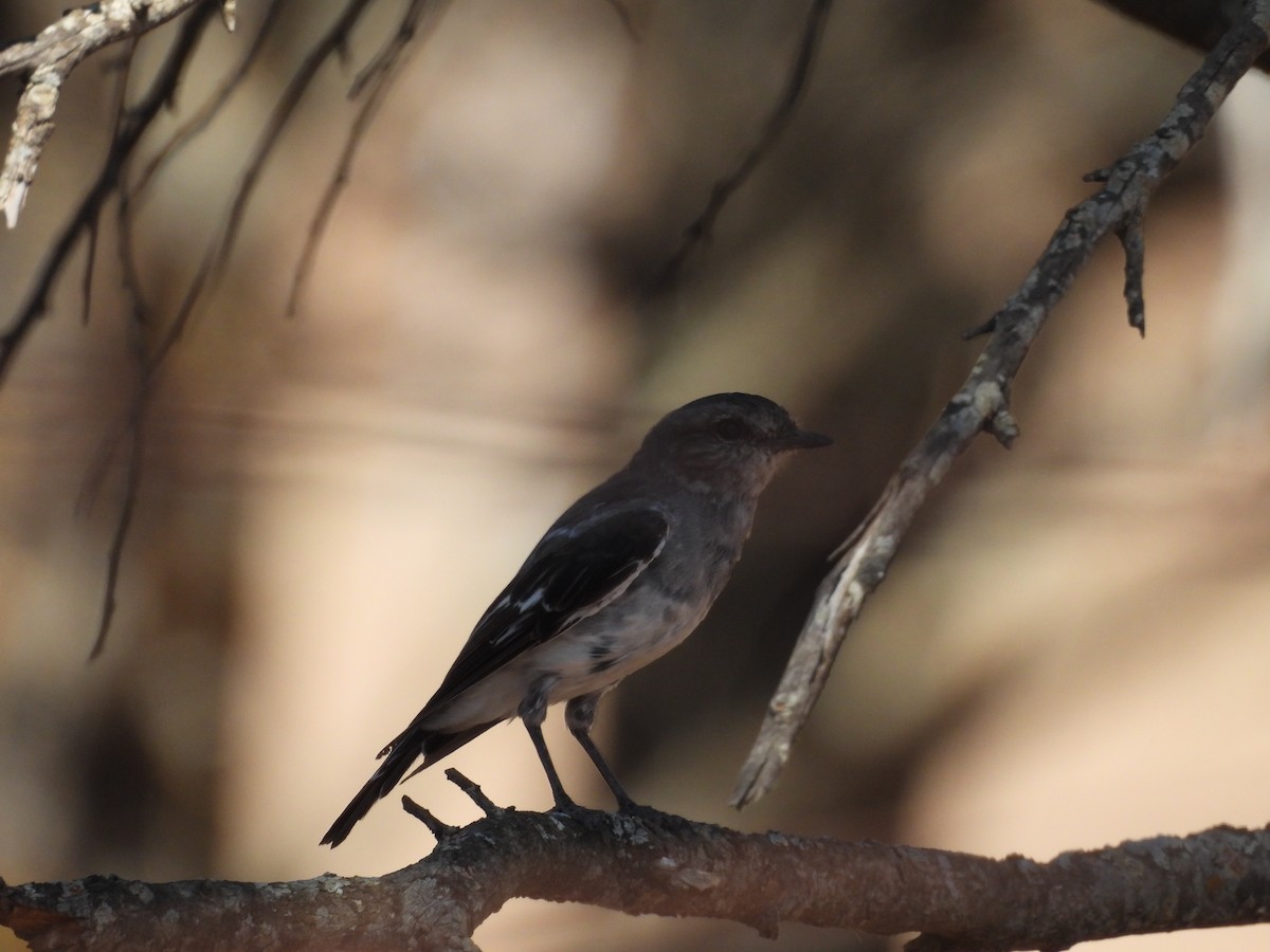 eBird Checklist - 21 Feb 2026 - Terrick Terrick National Park, Mitiamo ...