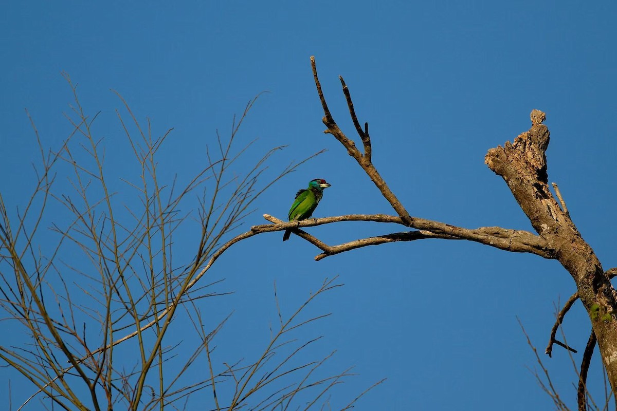 eBird Checklist - 21 Feb 2026 - 盈江湿地公园 (Yingjiang Wetland Park) - 5 species