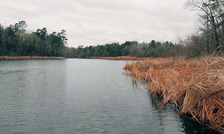 Kurth Lake (restricted access), Angelina, Texas, United States - eBird ...