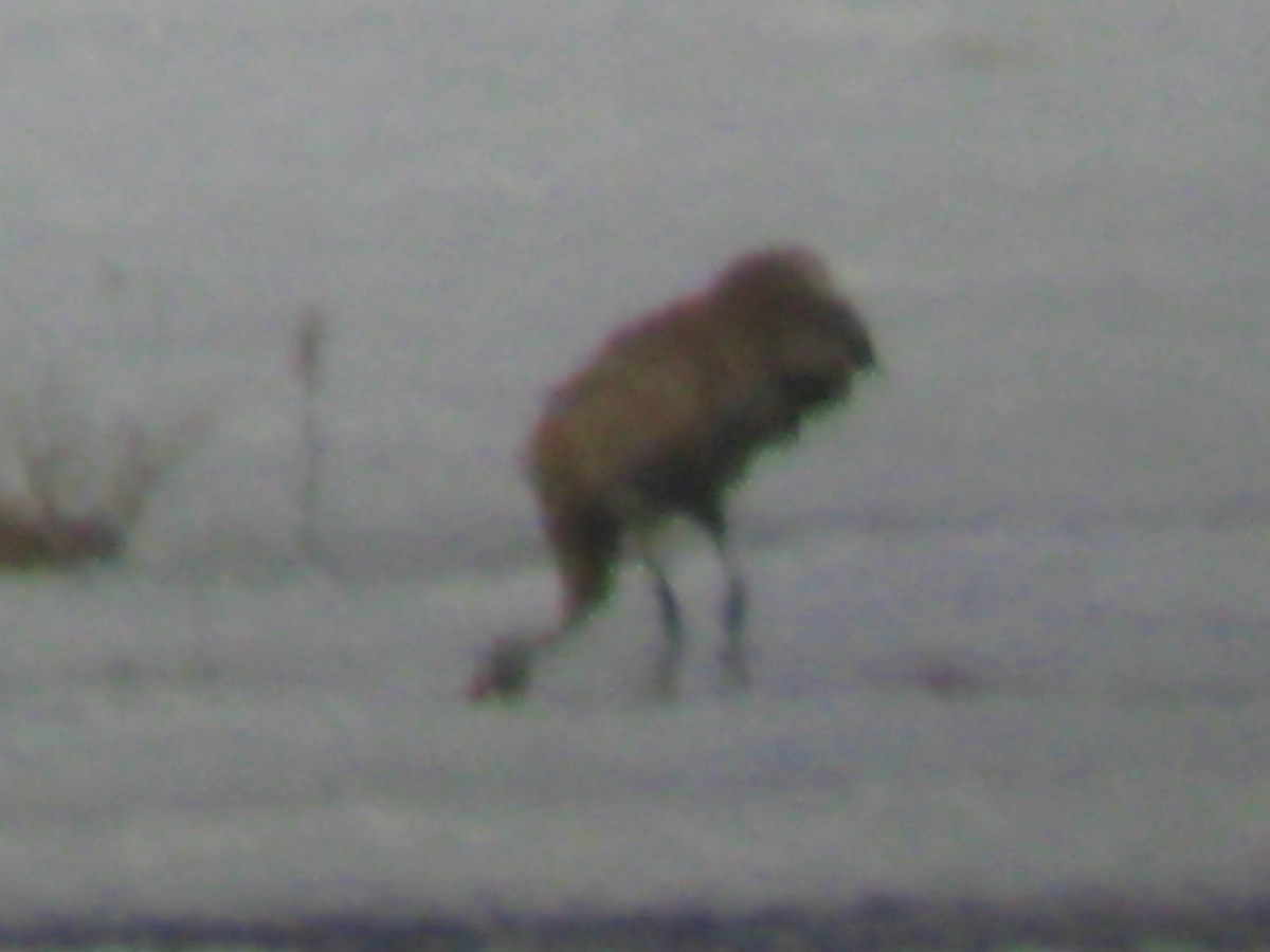 eBird Checklist - 26 Mar 2010 - Bridgeport Reservoir--marsh - 19 species
