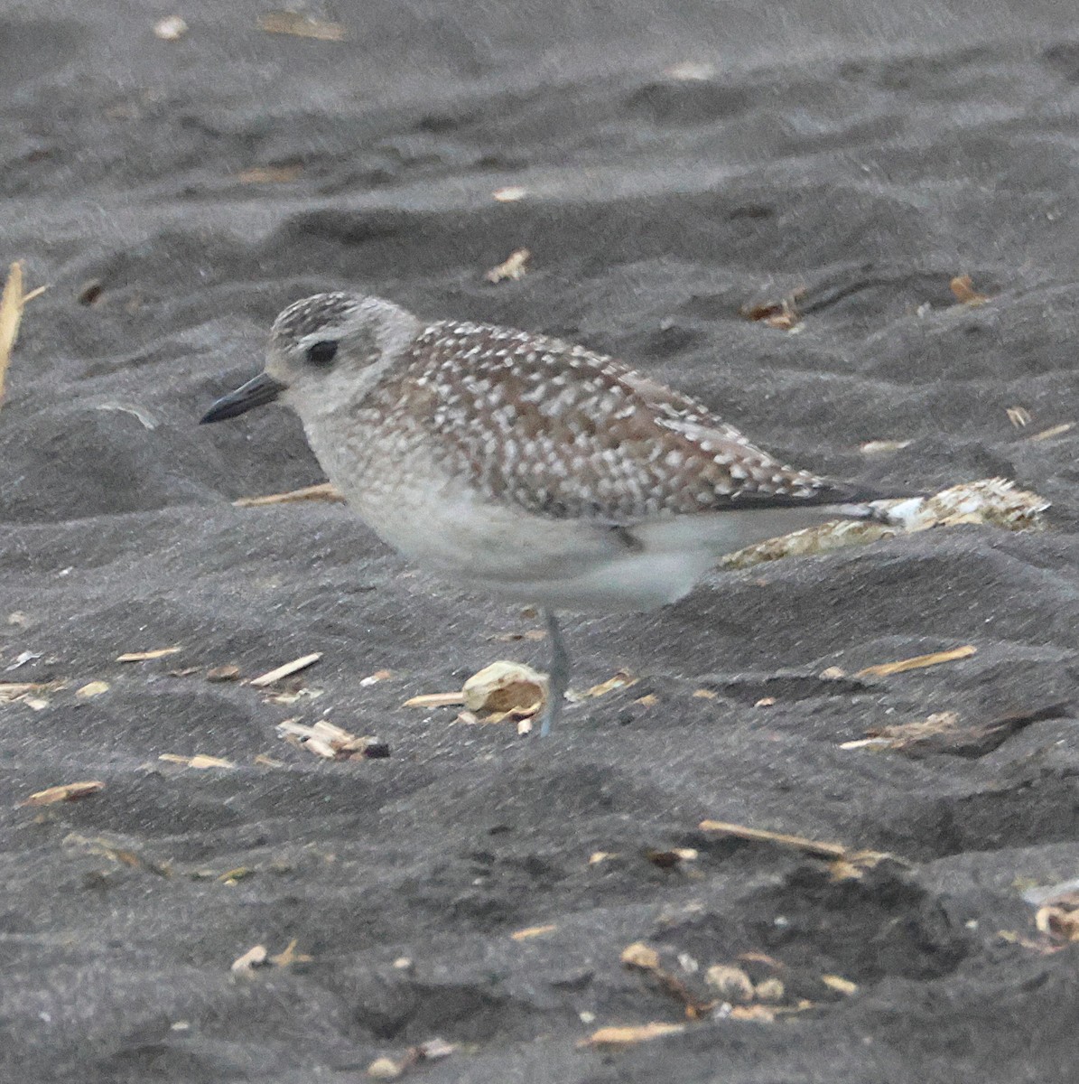 eBird Checklist - 21 Feb 2026 - Praia do Pópulo - 1 species