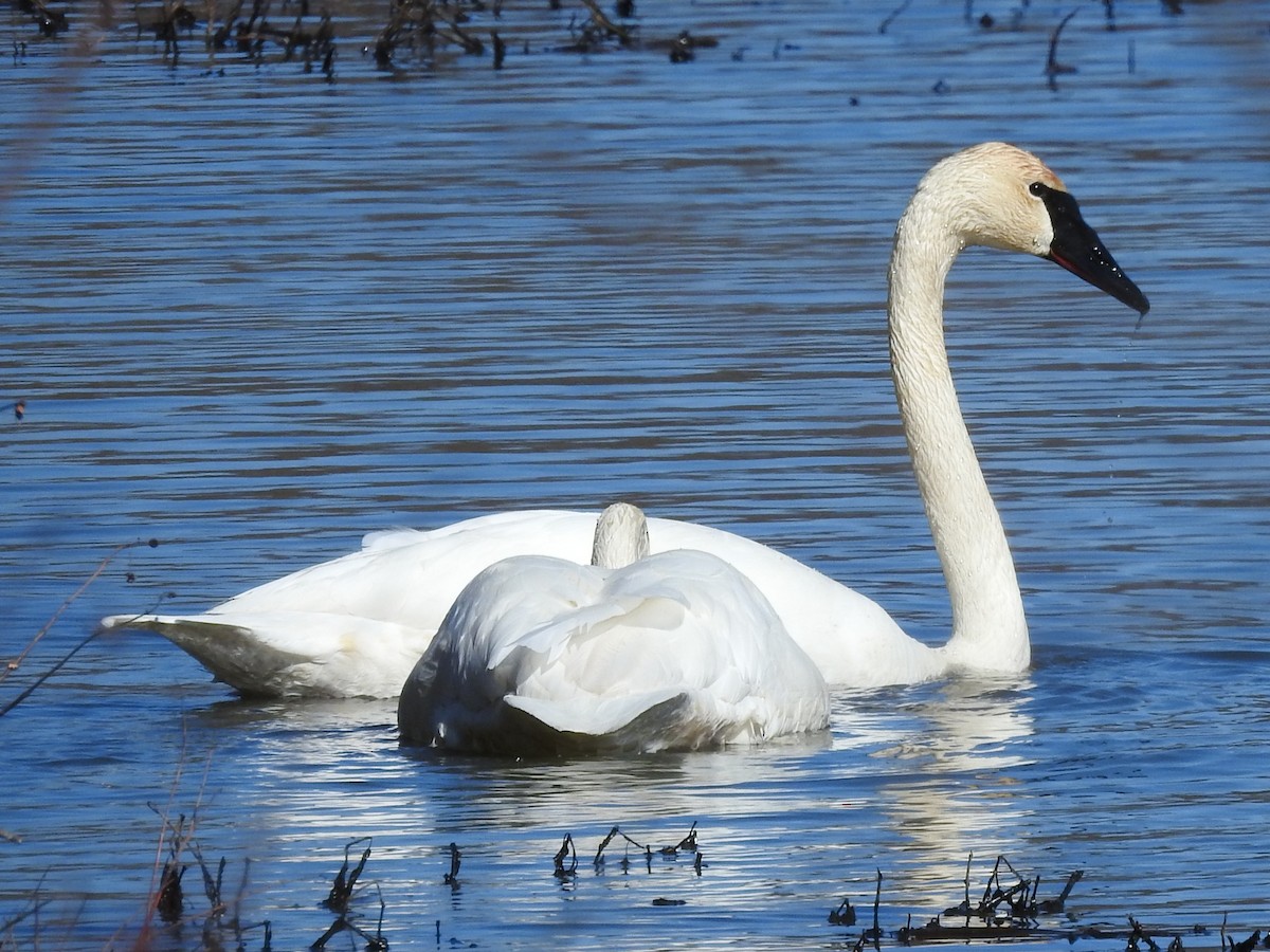eBird Checklist - 21 Feb 2026 - Kessler Swamp State Nature Preserve ...