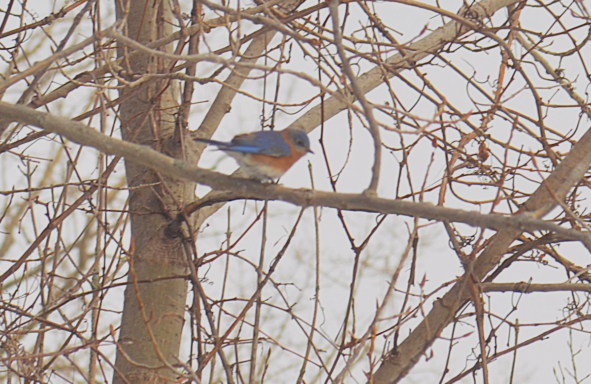 eBird Checklist - 16 Feb 2026 - Adolphustown--Bayshore Road Loop - 17 ...