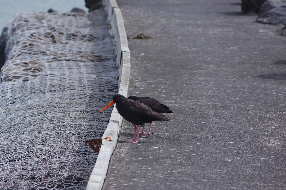 eBird Checklist - 20 Feb 2026 - Dove-Myer Robinson Park, Parnell - 11 ...