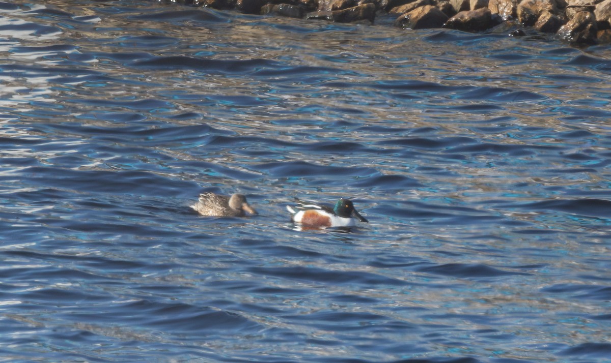eBird Checklist - 8 Feb 2026 - Blue Lake WTP - 19 species