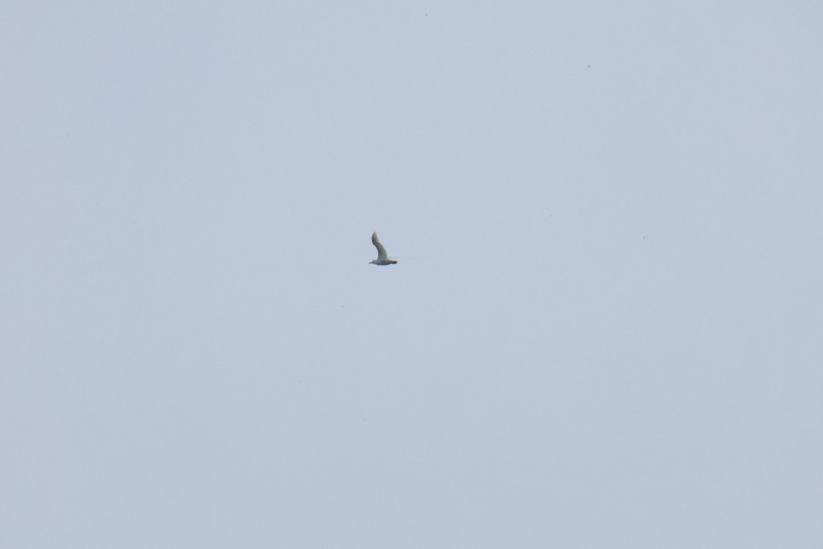 eBird Checklist - 21 Feb 2026 - South Padre Is.--Birding and Nature ...