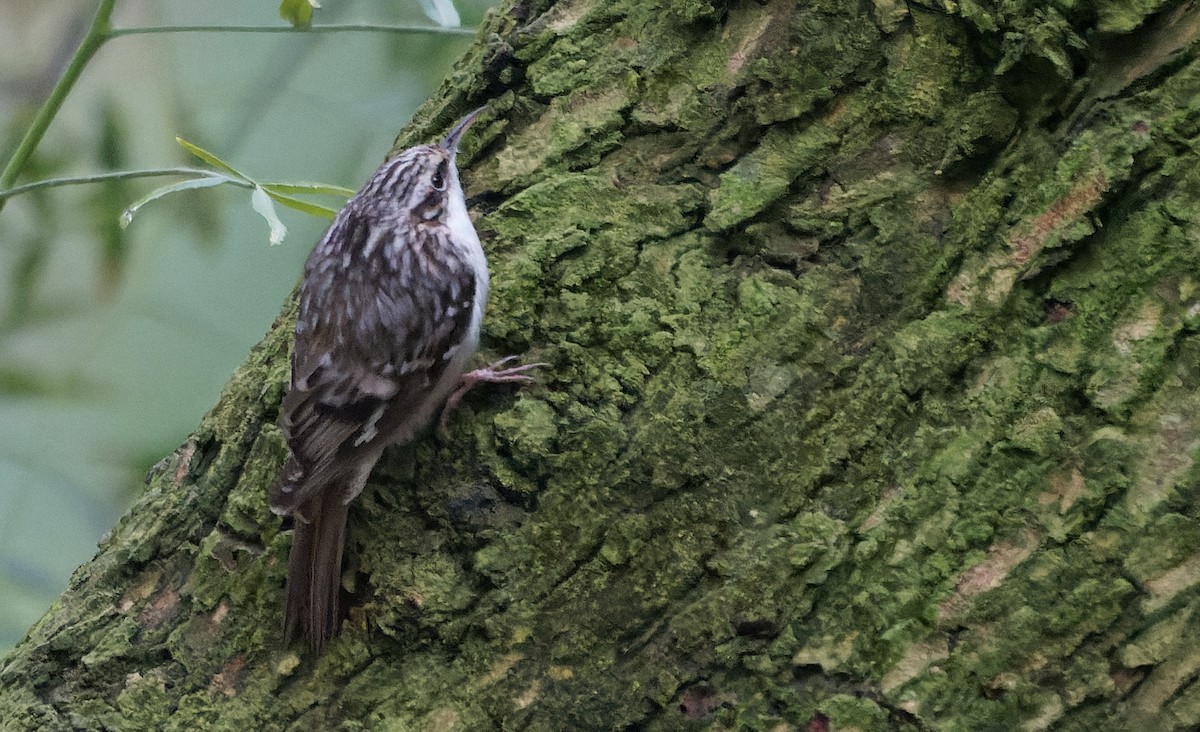 eBird Checklist - 26 Oct 2025 - Gilman Park, Fullerton - 37 species (+1 ...