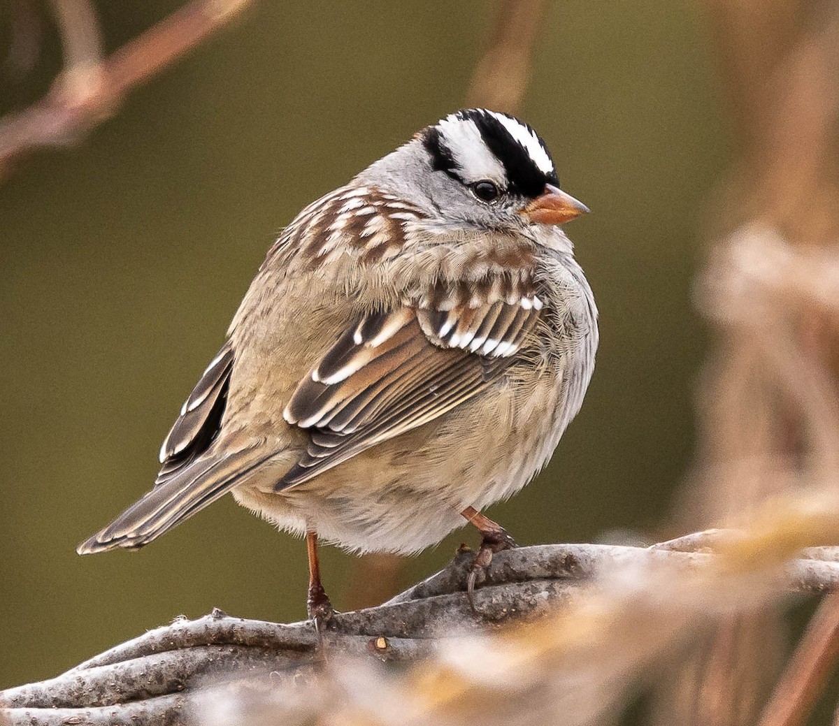 eBird Checklist - 22 Feb 2026 - Sunderland - 9 species