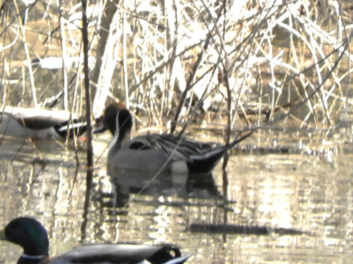 eBird Checklist - 22 Feb 2026 - Meadows Park - 24 species