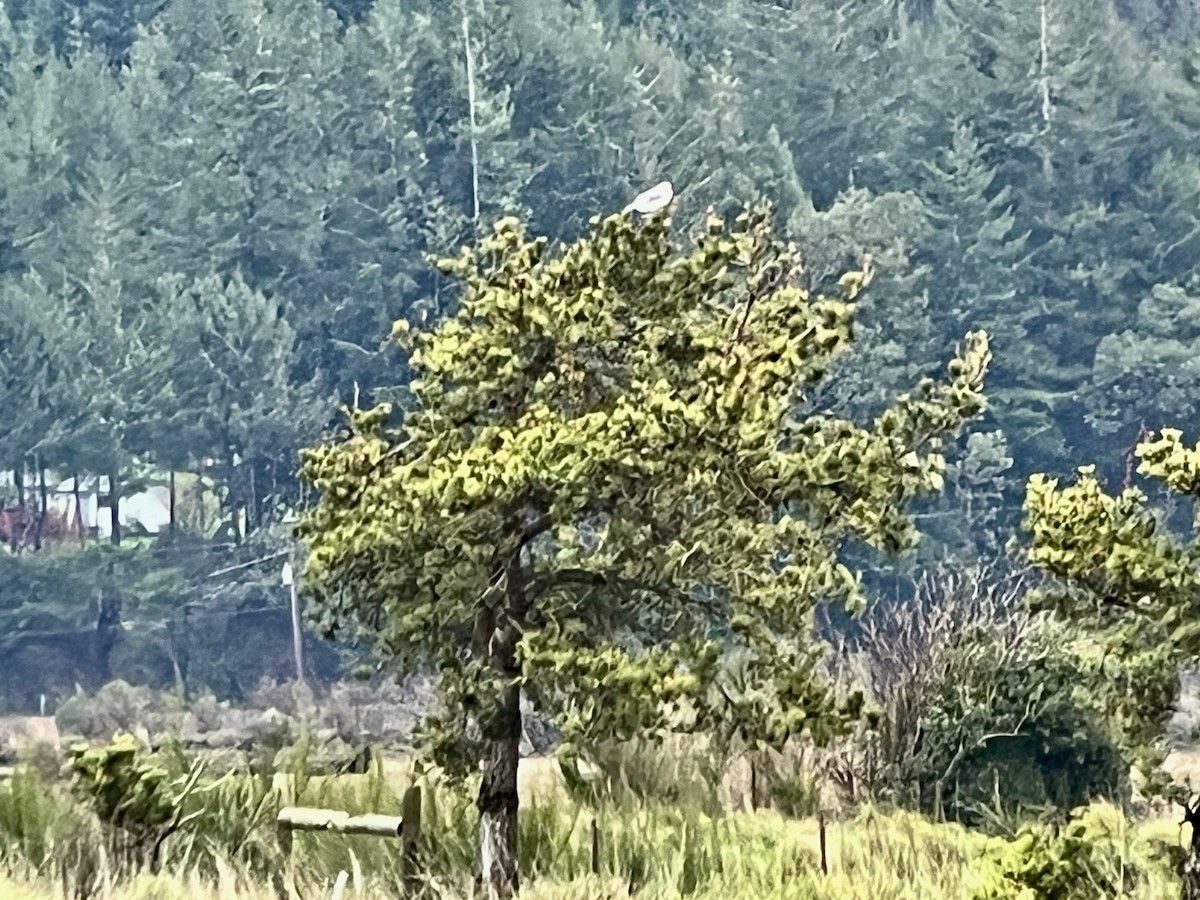 eBird Checklist - 22 Feb 2026 - Millicoma Marsh - 55 species (+3 other ...