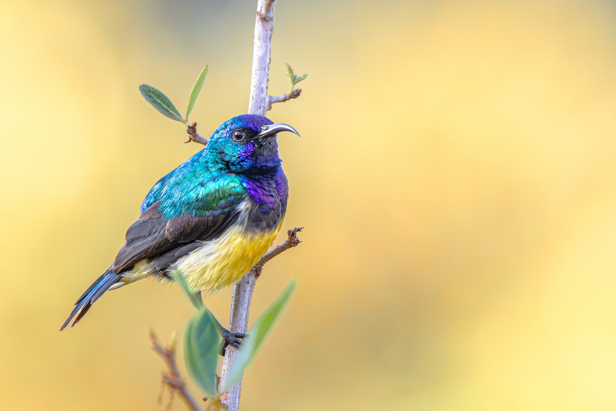 ML651538145 - Variable Sunbird (Yellow-bellied) - Macaulay Library