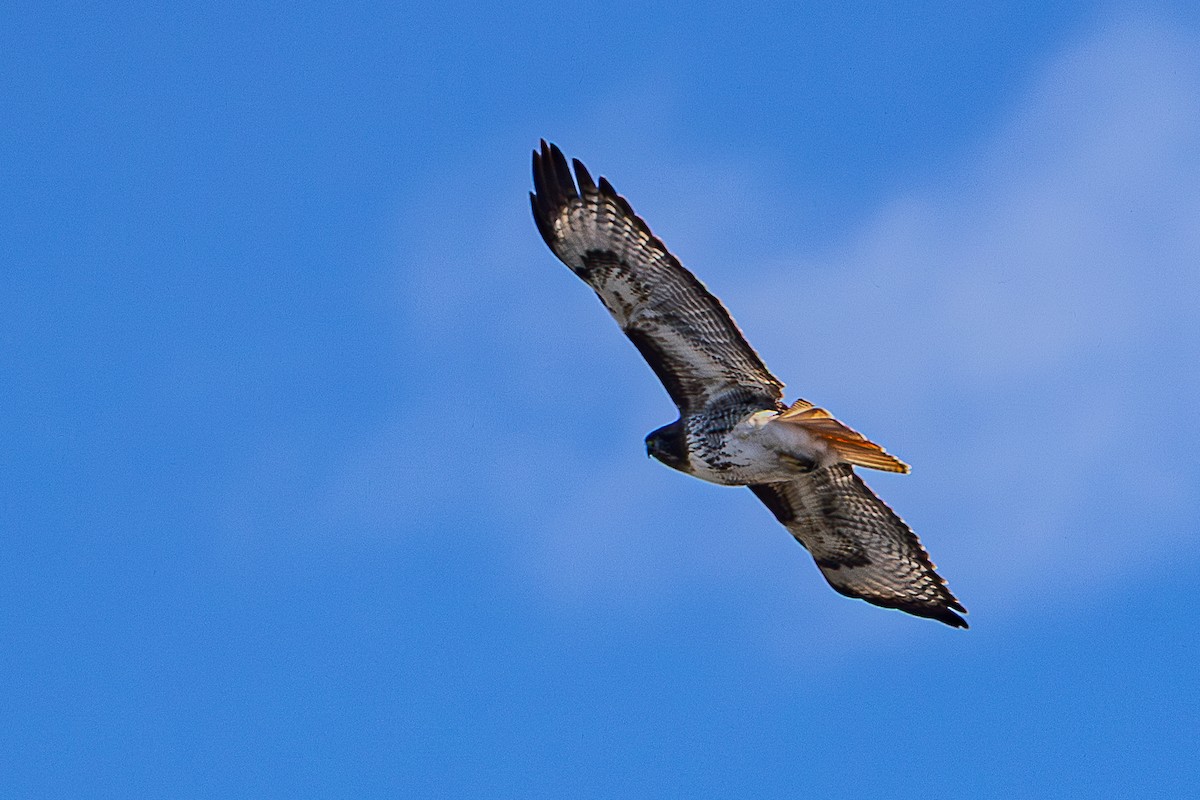 eBird Checklist - 22 Feb 2026 - Carty Reservoir (Private) - 25 species