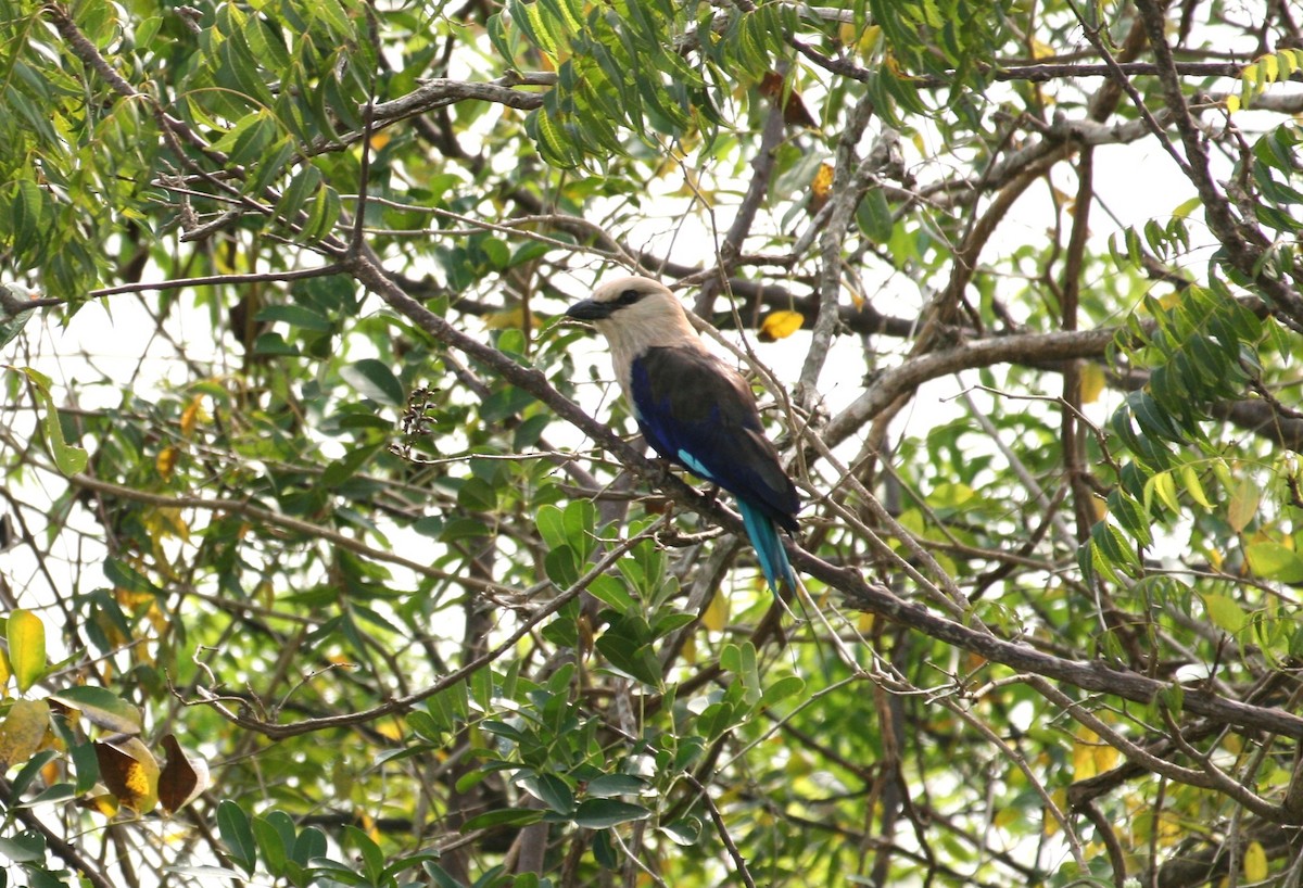 eBird Checklist - 22 Jan 2026 - Shai Hills RR -- Kandra Route - 34 species