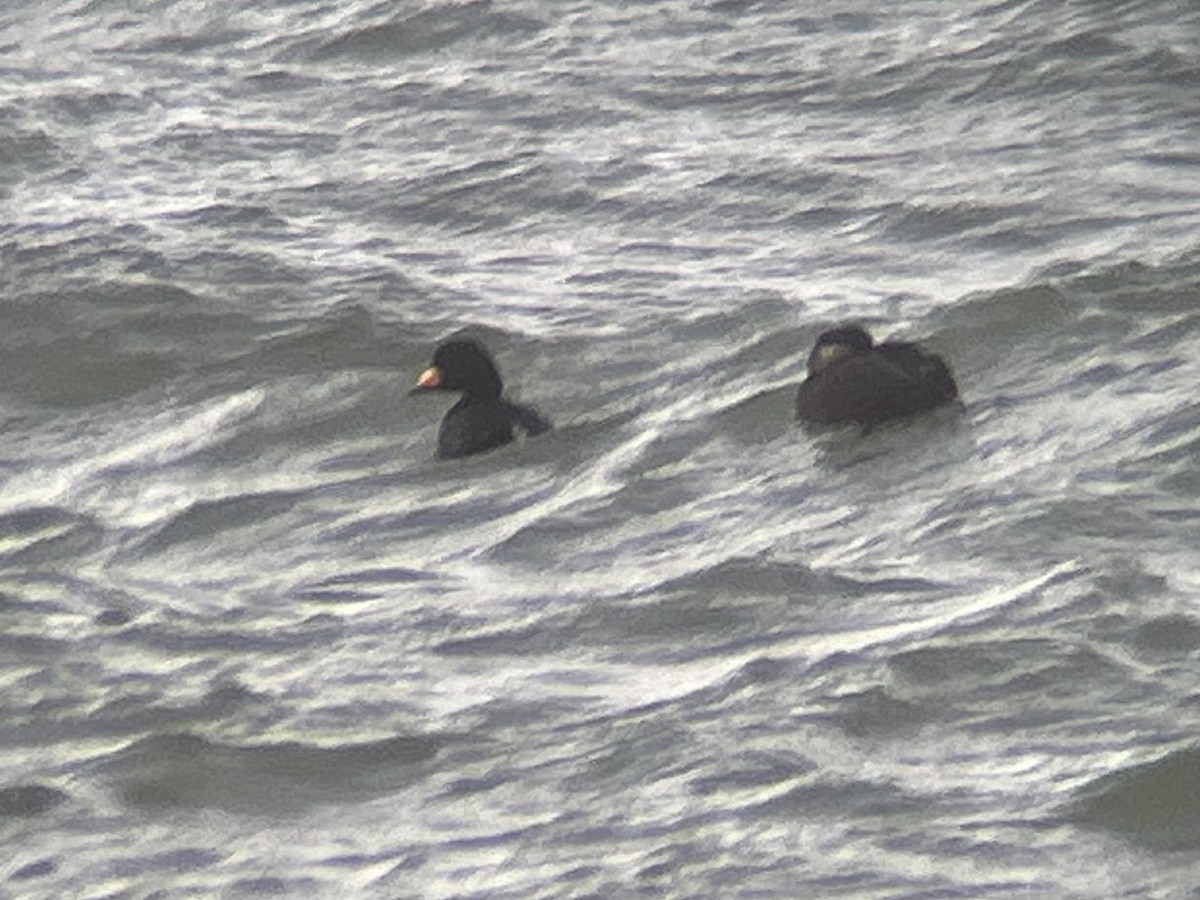 eBird Checklist - 22 Feb 2026 - Rossbeigh Shore - 18 species