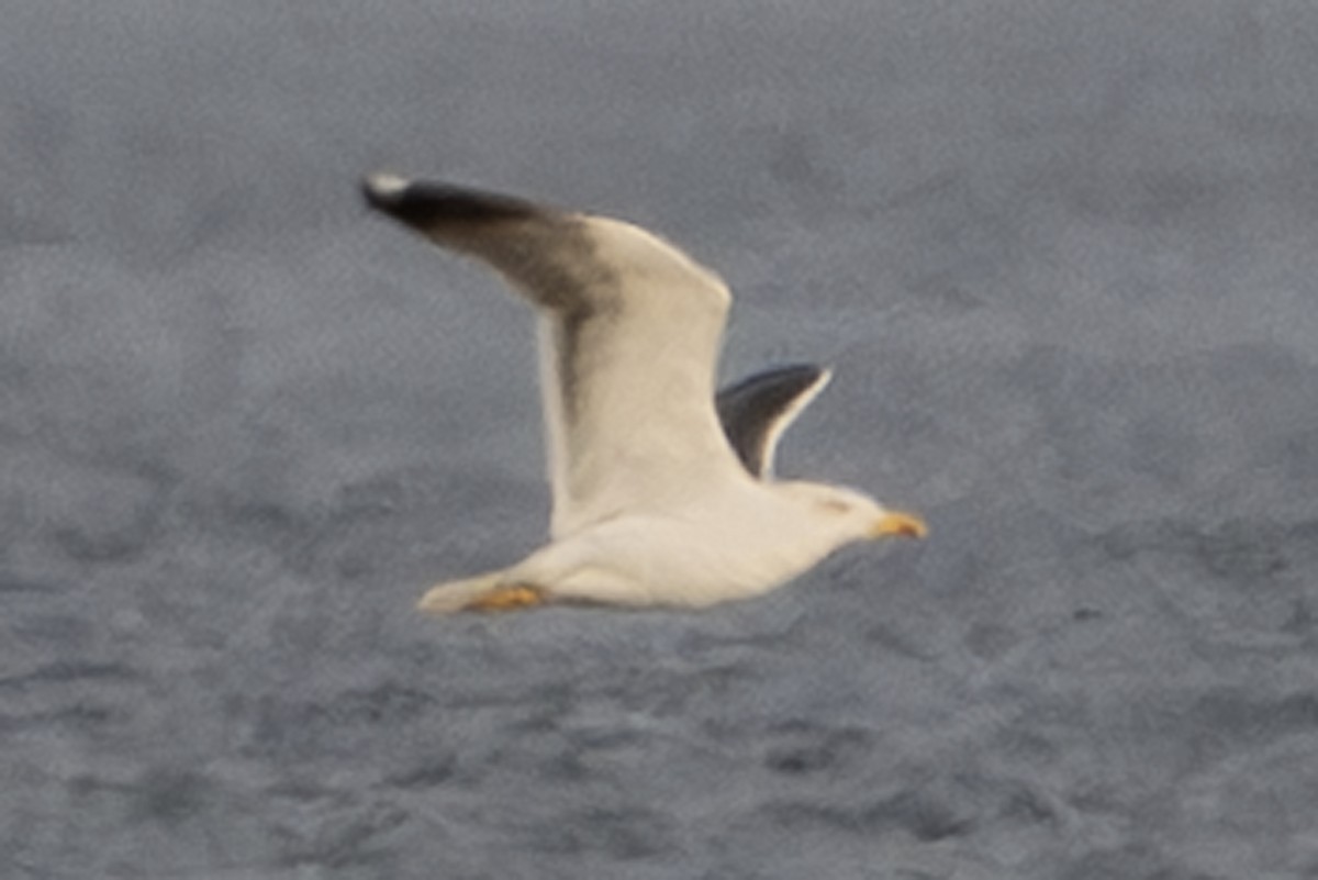 eBird Checklist - 24 Feb 2026 - Beaverfork Lake - 10 species