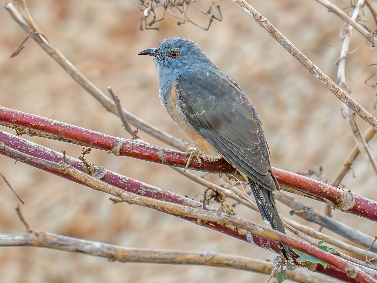 Plaintive Cuckoo - Cacomantis merulinus - Birds of the World