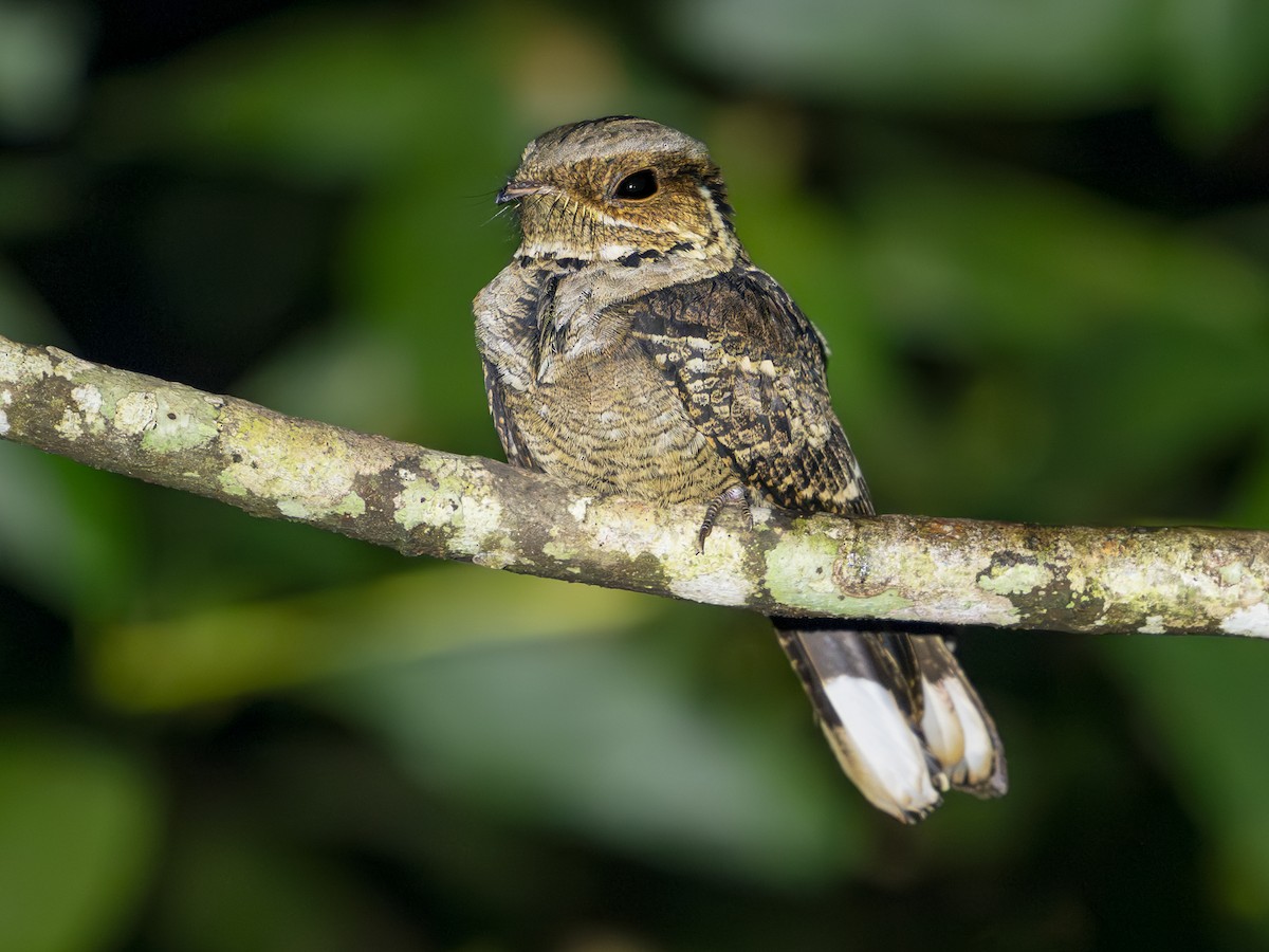 Jerdon's Nightjar - Caprimulgus atripennis - Birds of the World