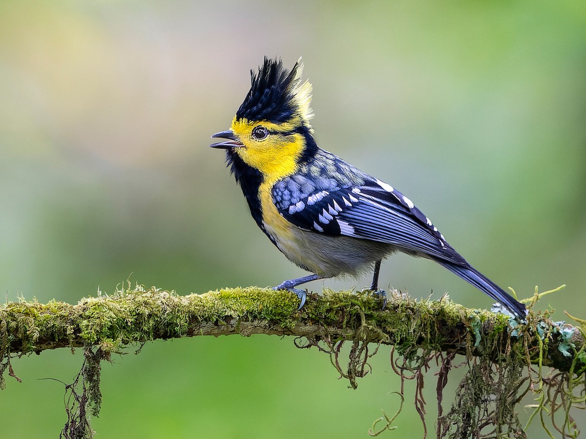 Yellow-cheeked Tit - Machlolophus spilonotus - Birds of the World