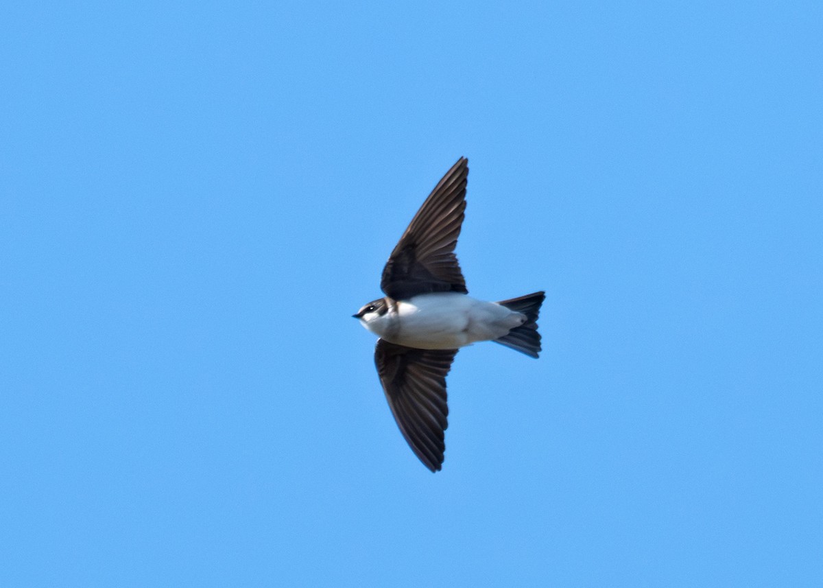 ML651687593 - Tree Swallow - Macaulay Library