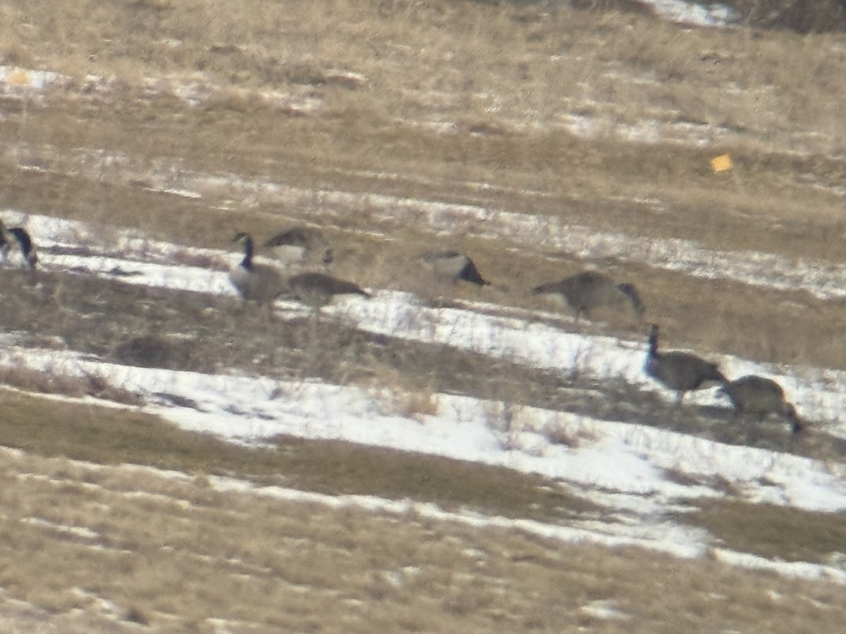 eBird Checklist - 25 Feb 2026 - Cornell Botanic Gardens--F.R. Newman ...