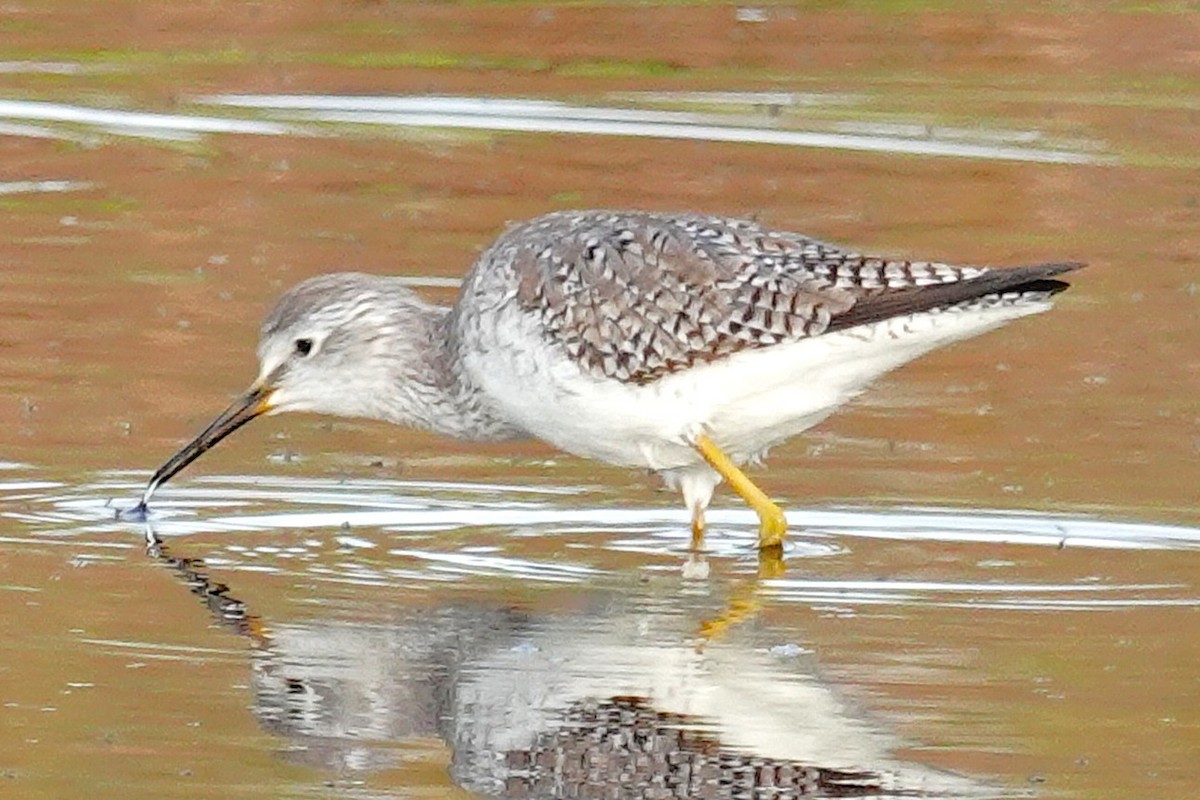eBird Checklist - 26 Feb 2026 - Perico Preserve - 42 species
