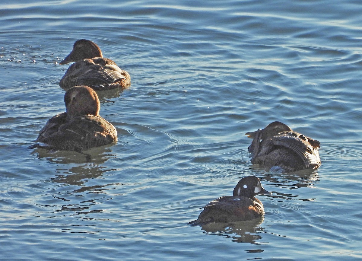 eBird Checklist - 13 Feb 2026 - Hartlen Point - 23 species (+1 other taxa)