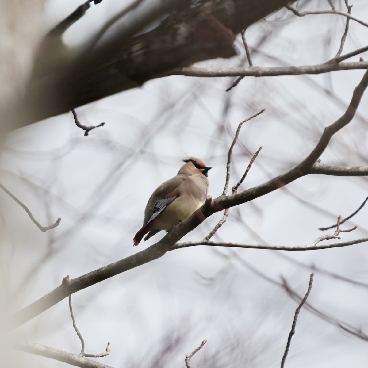 eBird Checklist - 27 Feb 2026 - 軽井沢町--湯川・小瀬林道--星野温泉と小瀬温泉の間 (Karuizawa ...
