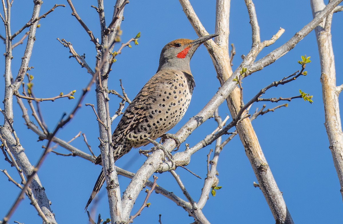California Bird Atlas Checklist - 27 Feb 2026 - Big Morongo Canyon ...