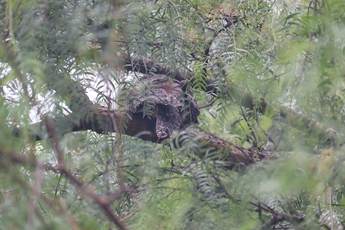 eBird Checklist - 20 Feb 2026 - Stuart Park, Hinton - 1 species