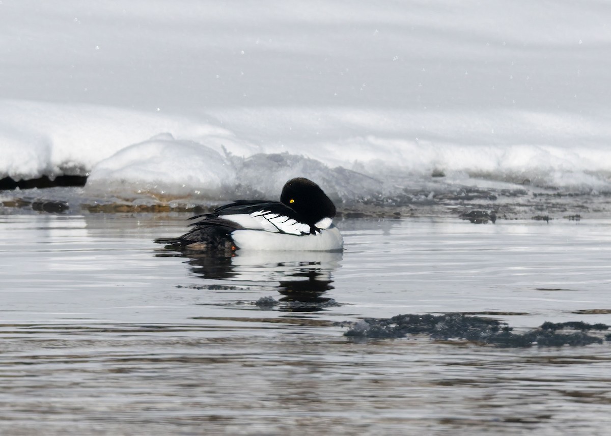 ML651903247 - Common x Barrow's Goldeneye (hybrid) - Macaulay Library